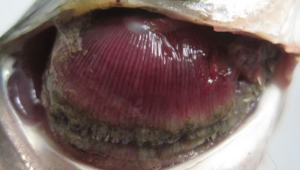 Common Arowana Diseases - Yi Hu Fish Farm Trading - Online Aquarium One ...