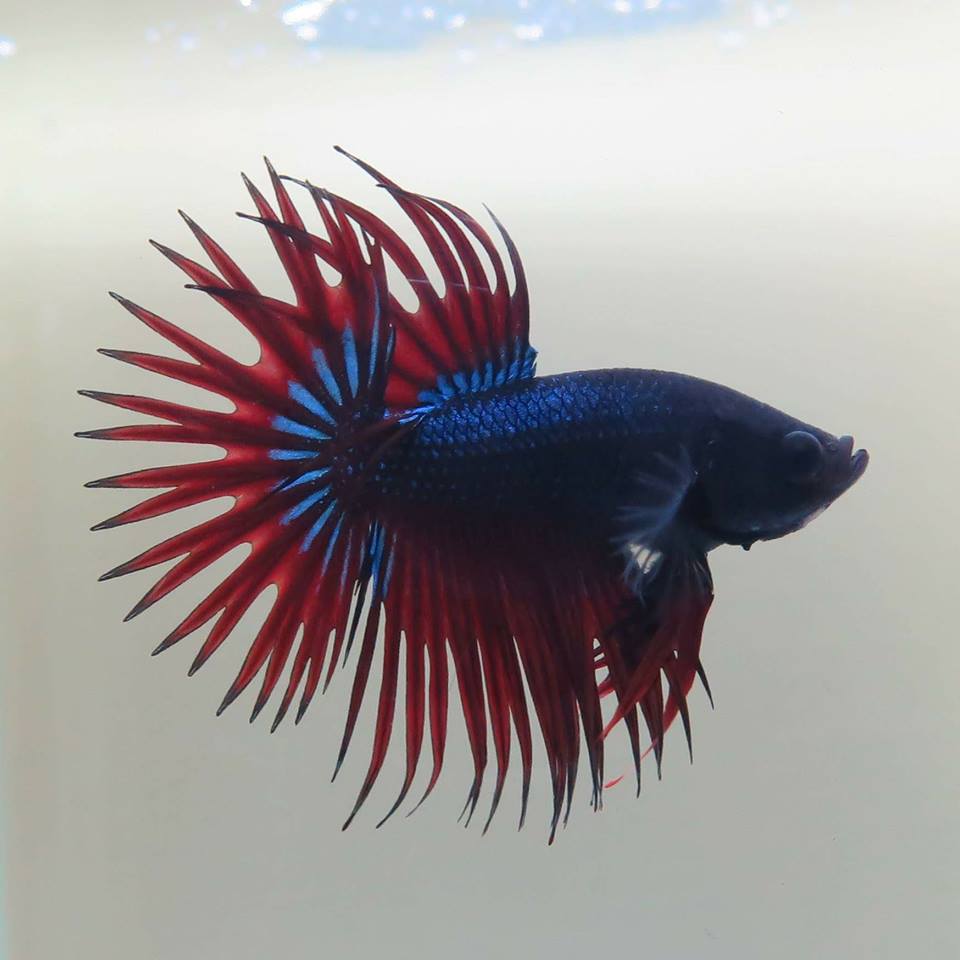 My First Betta - Yi Hu Fish Farm Trading - Online Aquarium One-Stop ...